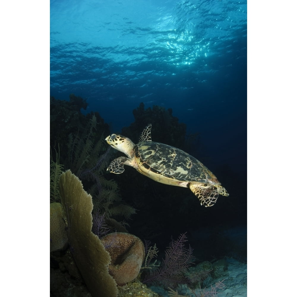 Hawksbill sea turtle swimming over reef Belize Poster Print - Walmart.com
