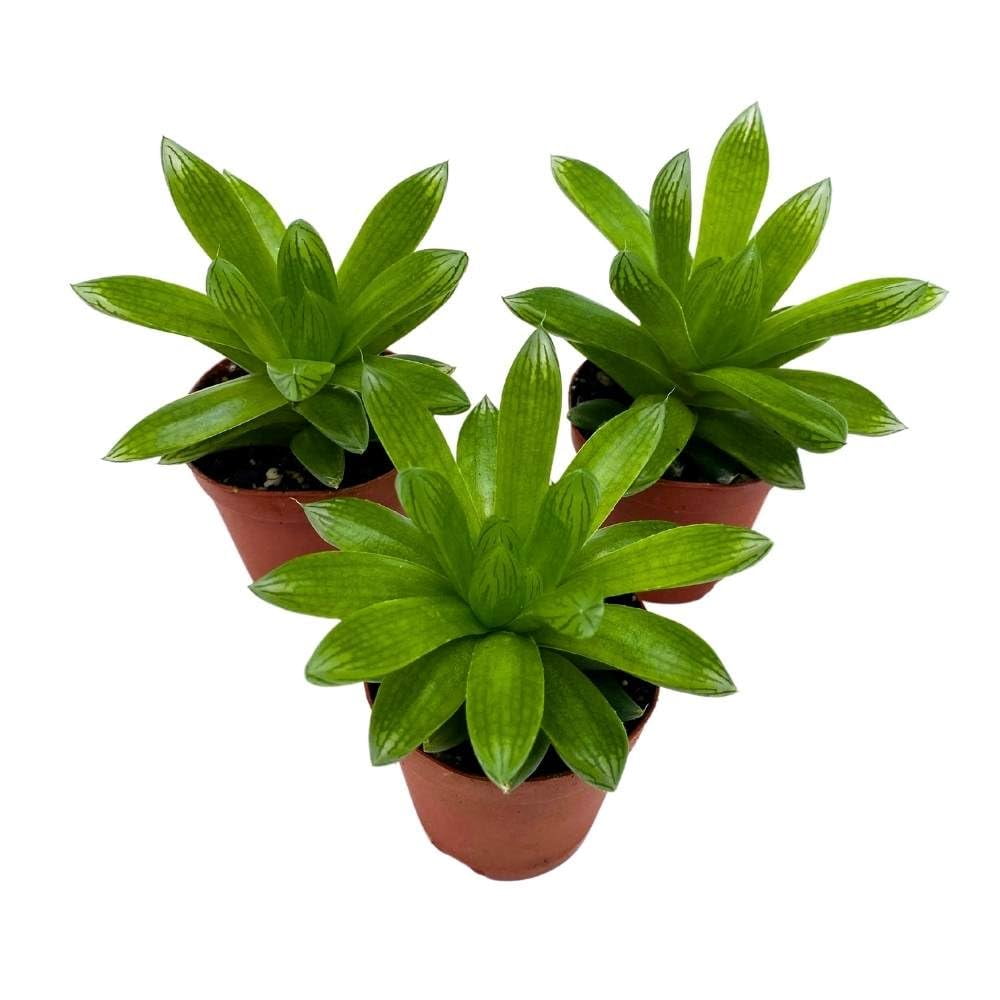 Haworthia Cathedral Widow Cymbiformis, 2 inch Set of 3, Rare Succulent ...