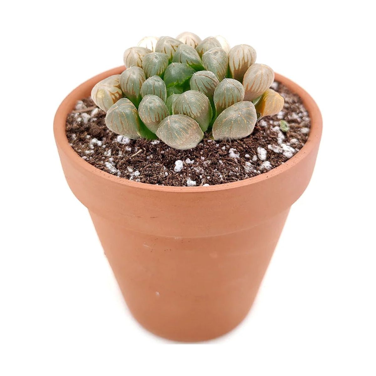 Haworthia Cooperia var. Obtusa (2"+ Clay Pot) - Tiny, Lovely, Easy to ...