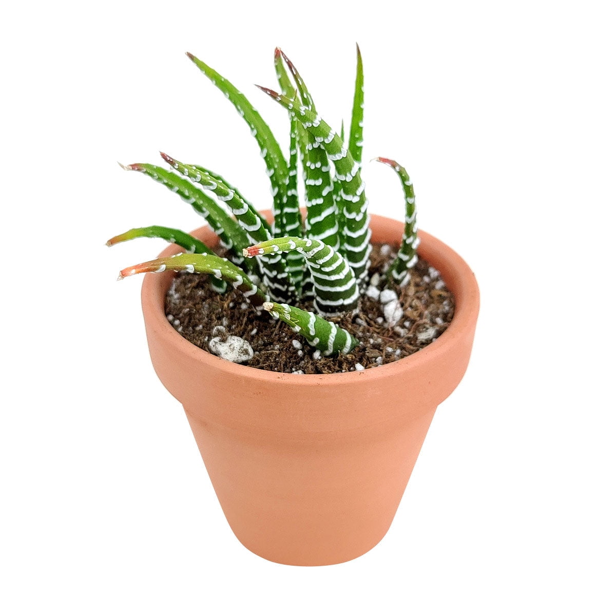 Haworthia Fasciata Zebra Succulent (2"+ Clay Pot) - Tiny, Lovely, Easy ...