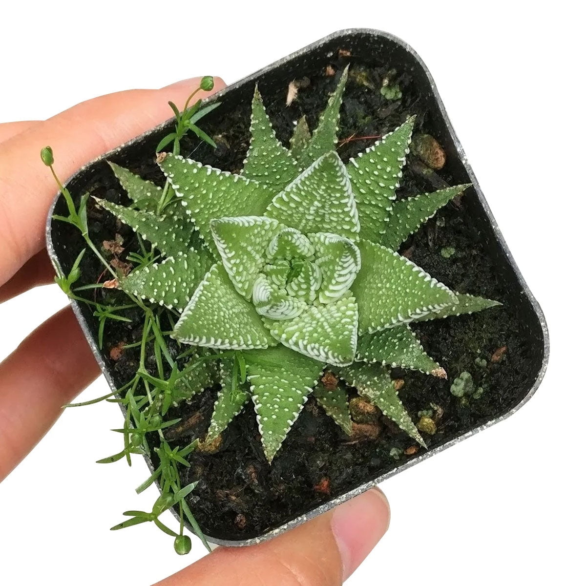 Haworthia Fasciata Zebra Succulent (2"+ Plastic Pot) - Tiny, Lovely ...