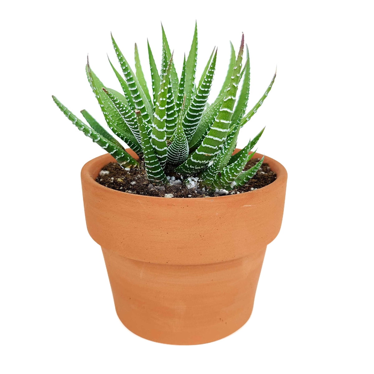 Haworthia Fasciata Zebra Succulent (4"+ Clay Pot) - Tiny, Lovely, Easy ...