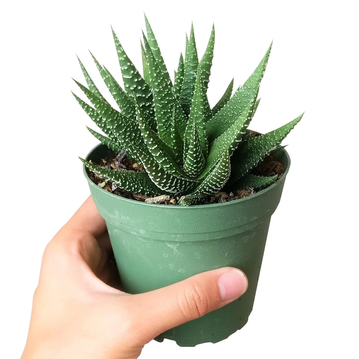 Haworthia Fasciata Zebra Succulent (4"+ Plastic Pot) - Tiny, Lovely ...