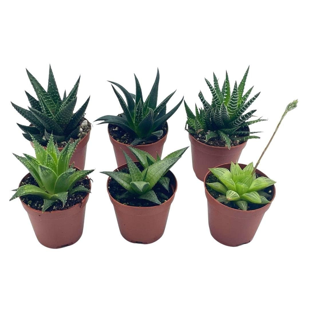 Haworthia Variety Assortment, 6 Different Haworthia Plants, in 2 inch ...