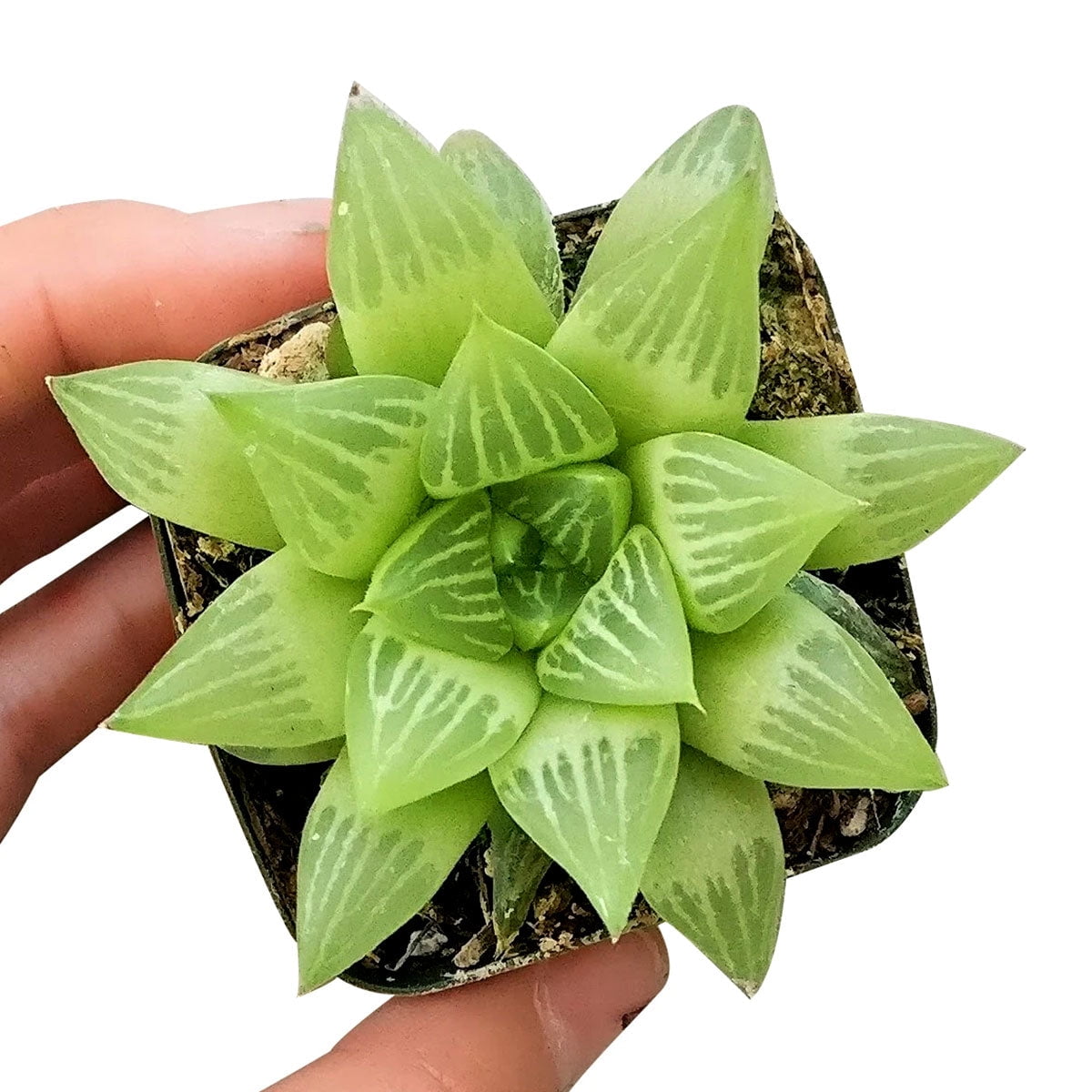 Haworthia Window Succulent (2"+ Plastic Pot) - Tiny, Lovely, Easy to ...