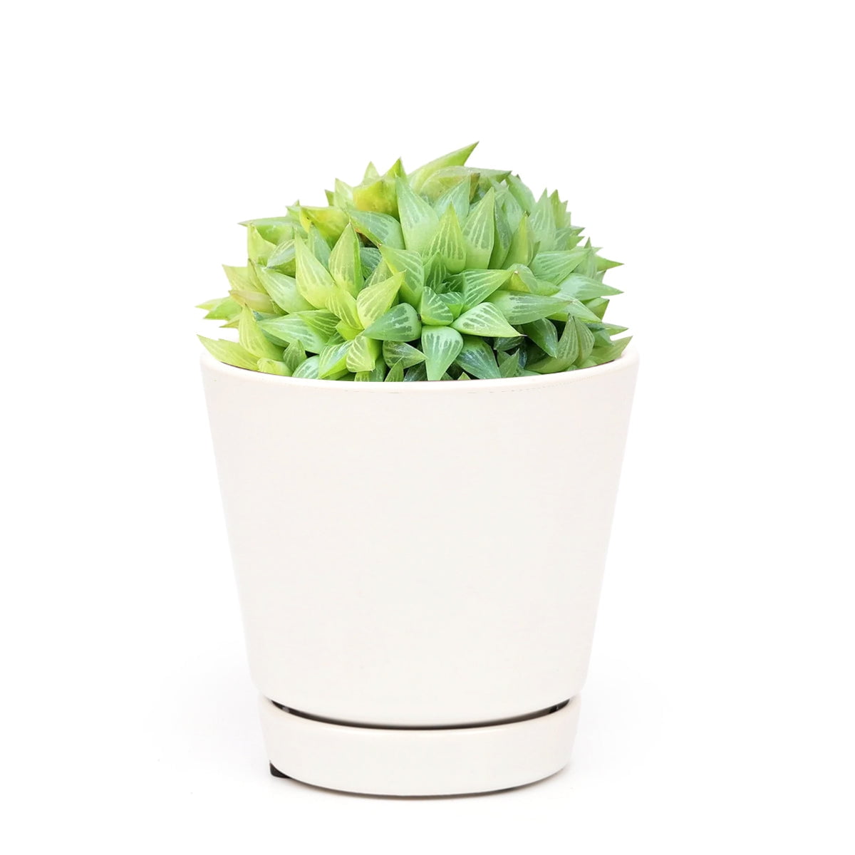 Haworthia Window Succulent (4"+ Minimalist Pot) - Tiny, Lovely, Easy to ...