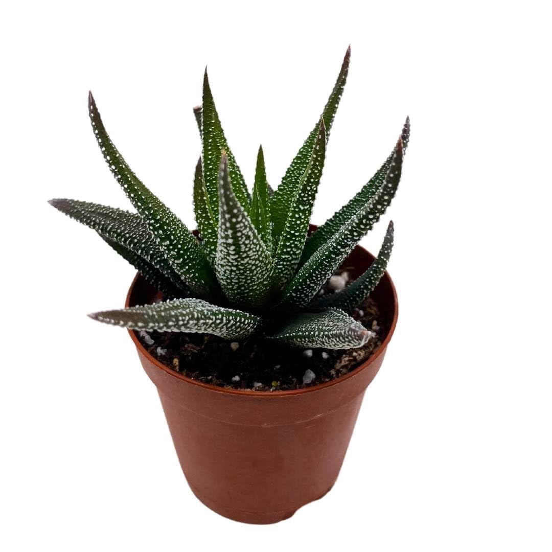 Haworthia pumila, Pearl Plant, Tulista pumila, Haworthia margaritifera ...