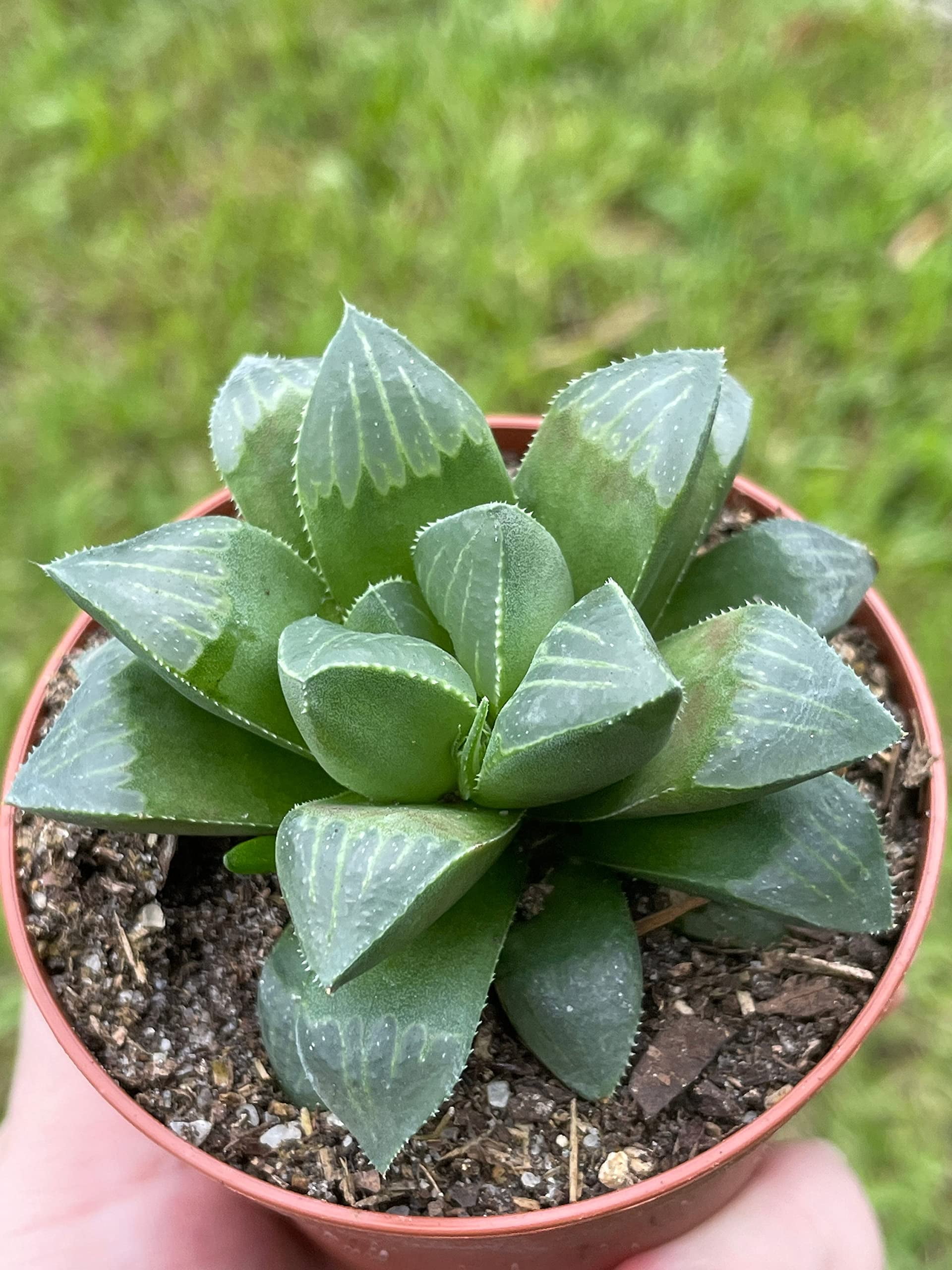Haworthia retusa, African Emeralds, Clear, Very Rare in 3 inch Pot ...