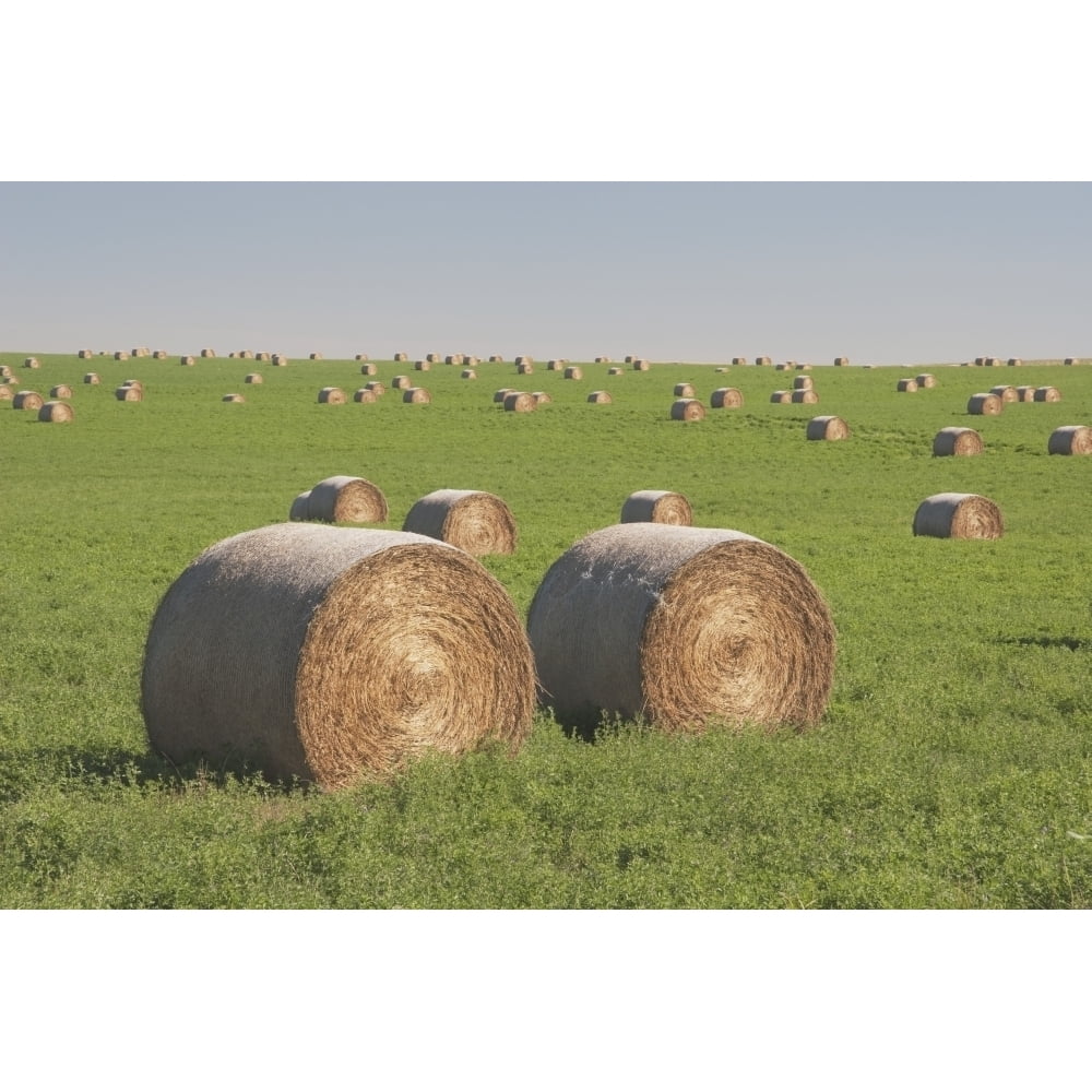 Hay Bales In A Green Alfalfa Field Poster Print - Walmart.com