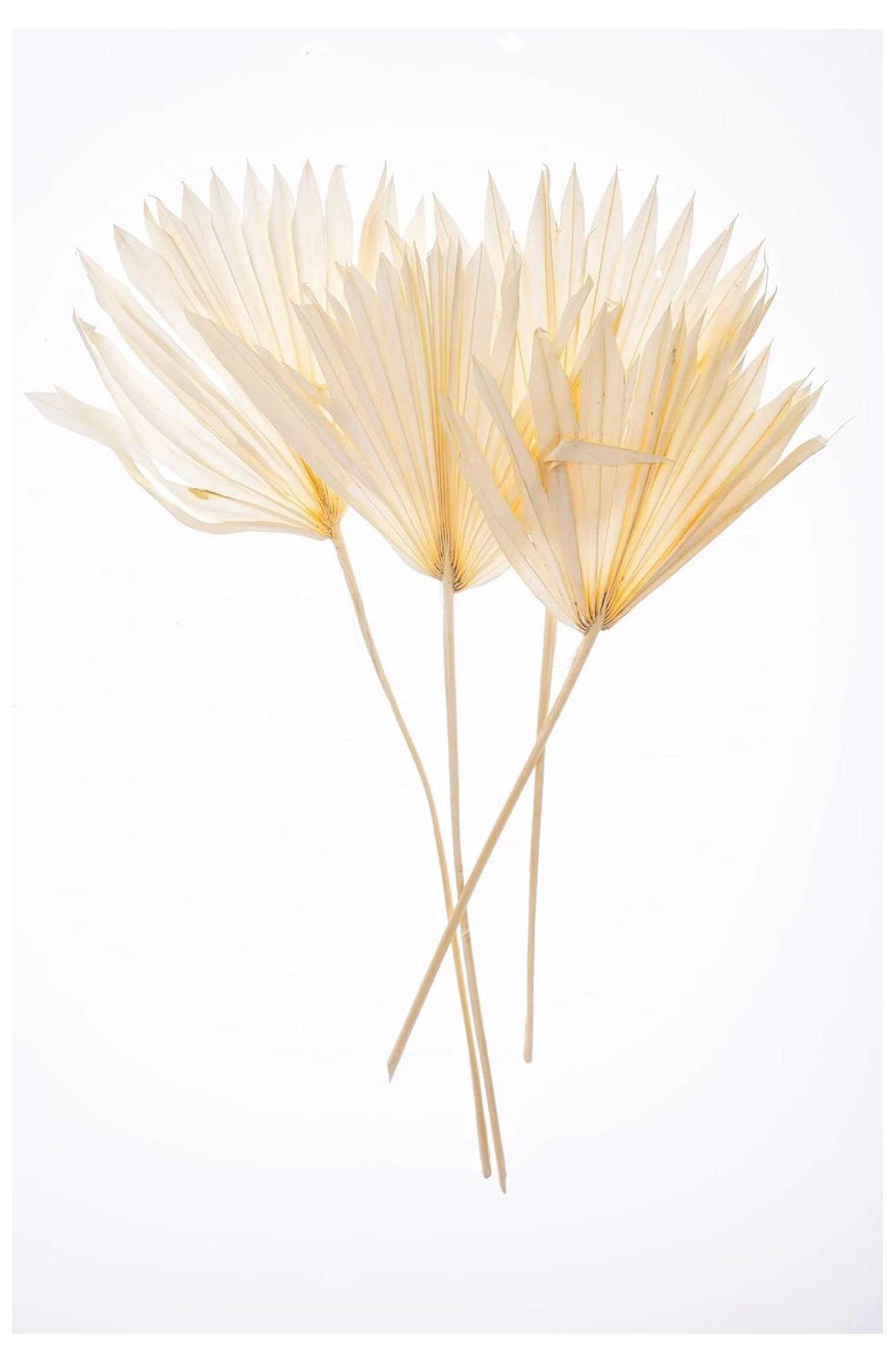 HeSLehs Decorative Dried Palm Sun Spears l Dried Palm Leaves l Natural ...