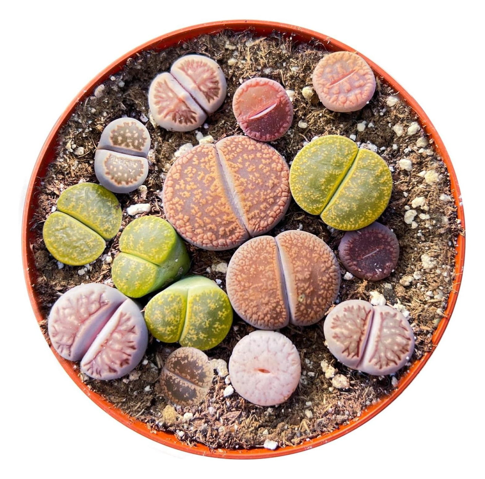 HeSLehs Rare Lithops Collection, Living Stone Plant Fully Rooted in 4 ...