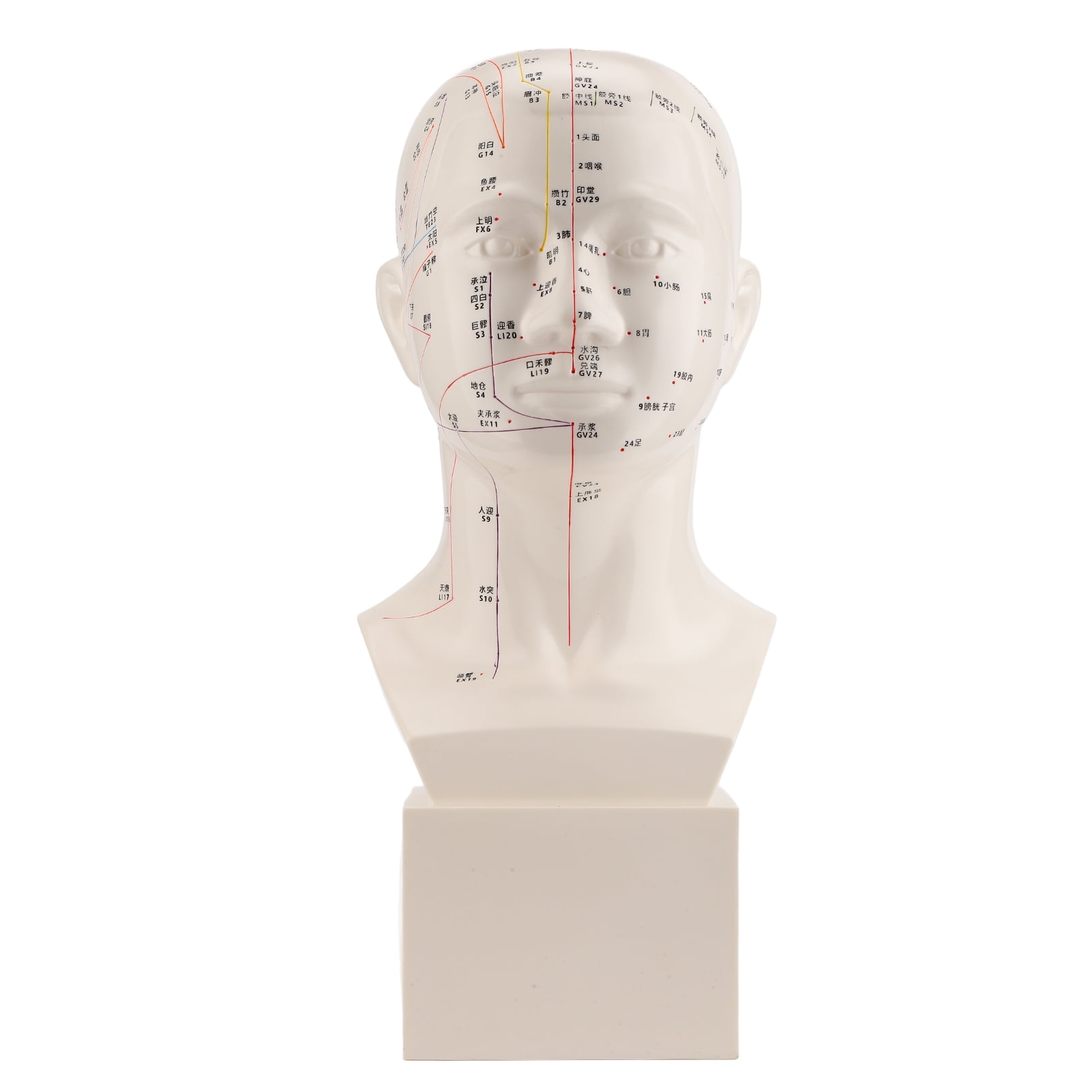 Head Acupuncture Model HD Standard Acupoint TCM Human Acupuncture Point ...