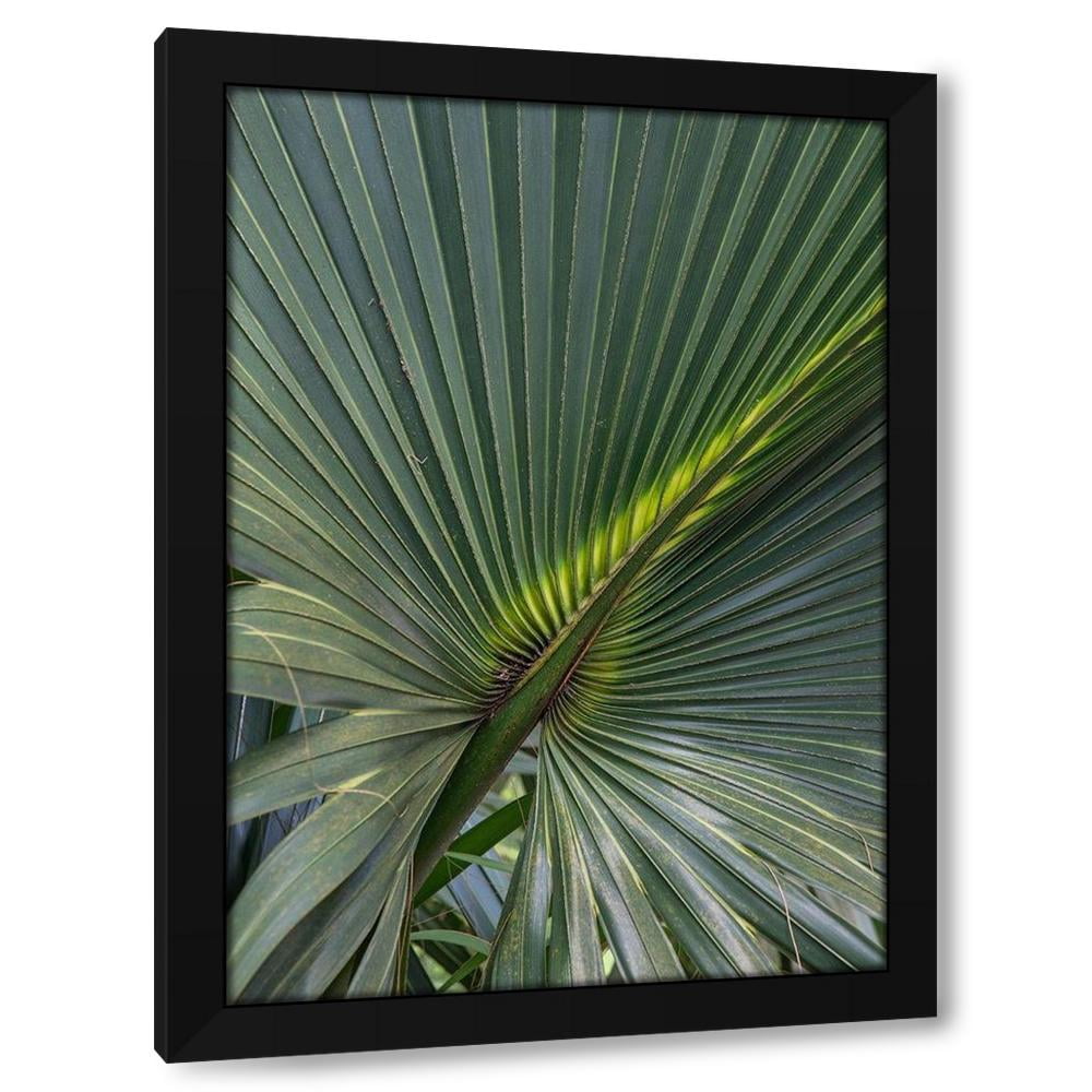 Danny Head 11x14 Black Modern Wood Framed Wall Art Titled - Palm Detail ...