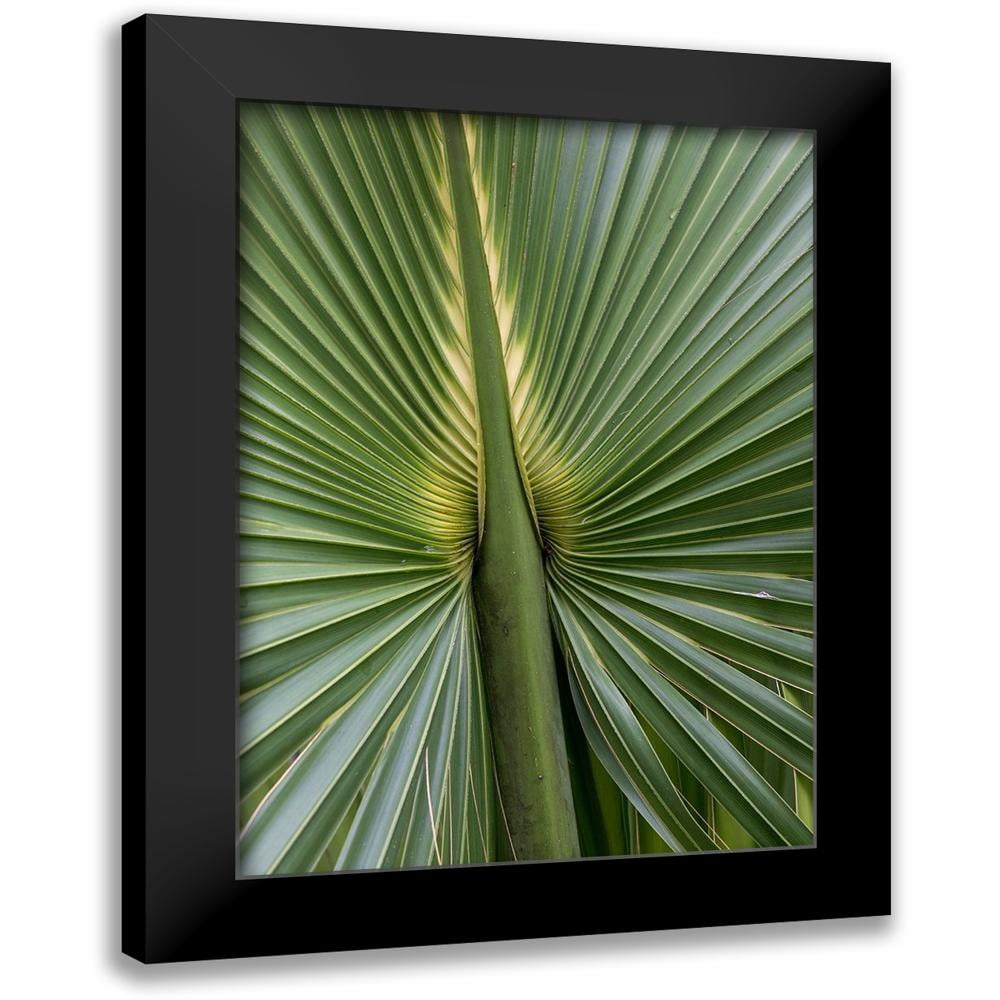 Head, Danny 14x18 Black Modern Framed Museum Art Print Titled - Palm ...