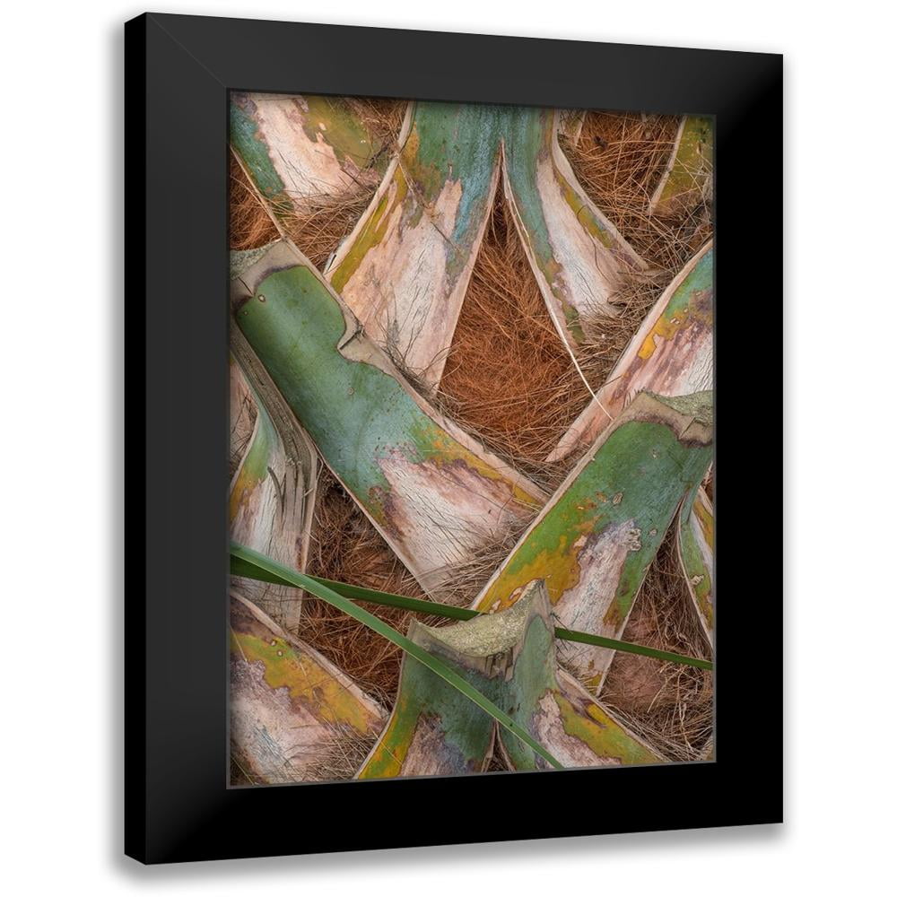 Head, Danny 17x24 Black Modern Framed Museum Art Print Titled - Palm ...