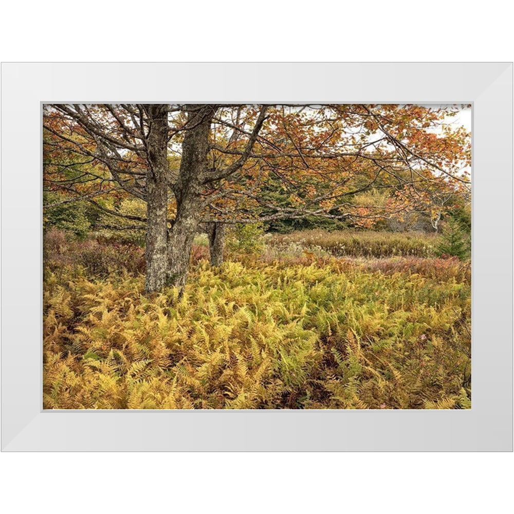 Head, Danny 24x18 White Modern Wood Framed Museum Art Print Titled ...