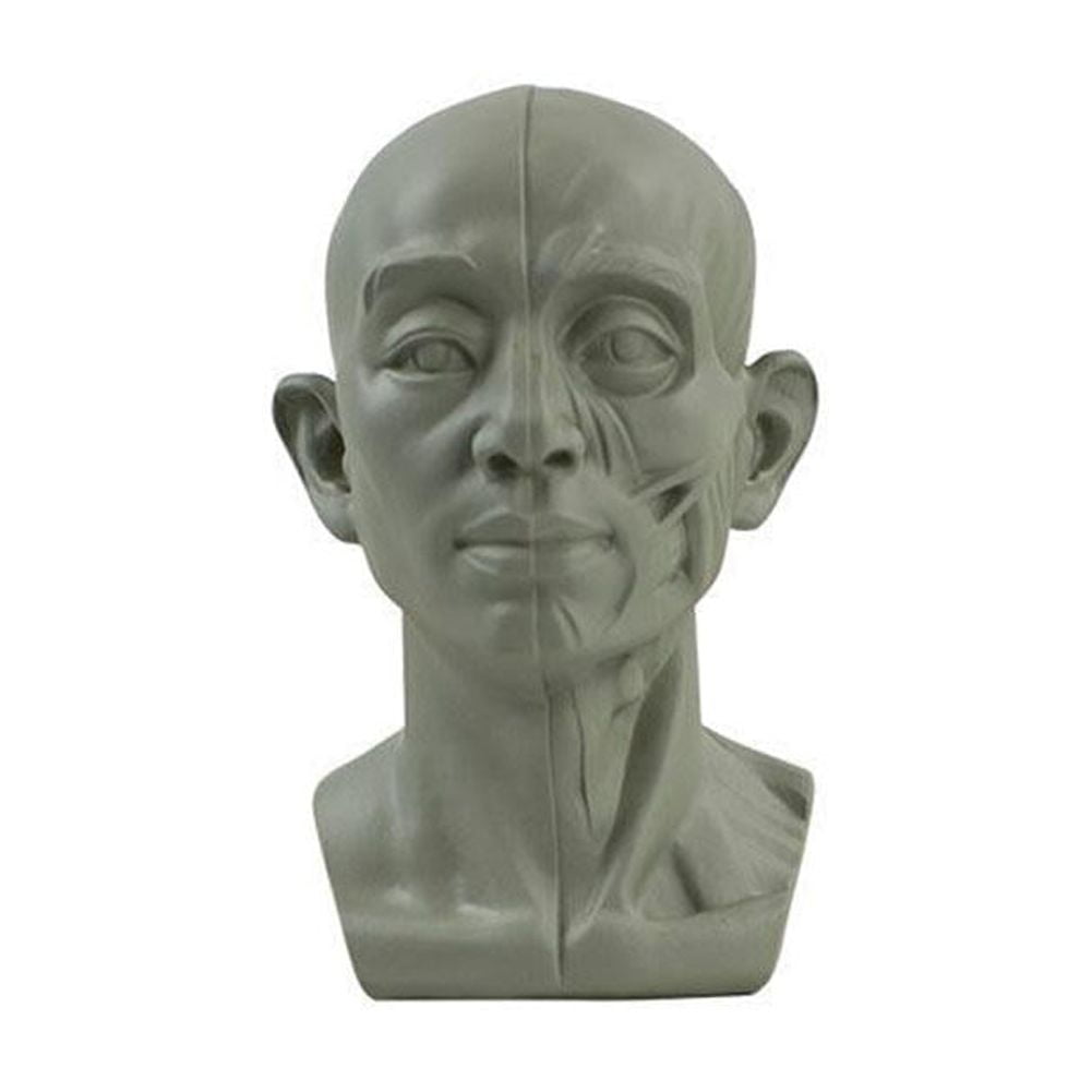Head Model for Artists Learn Planes of Face, NEW Small Mannequin ...