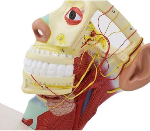 Head Nerve Model, Plastic Surgery, Human Head Nerve Model ...