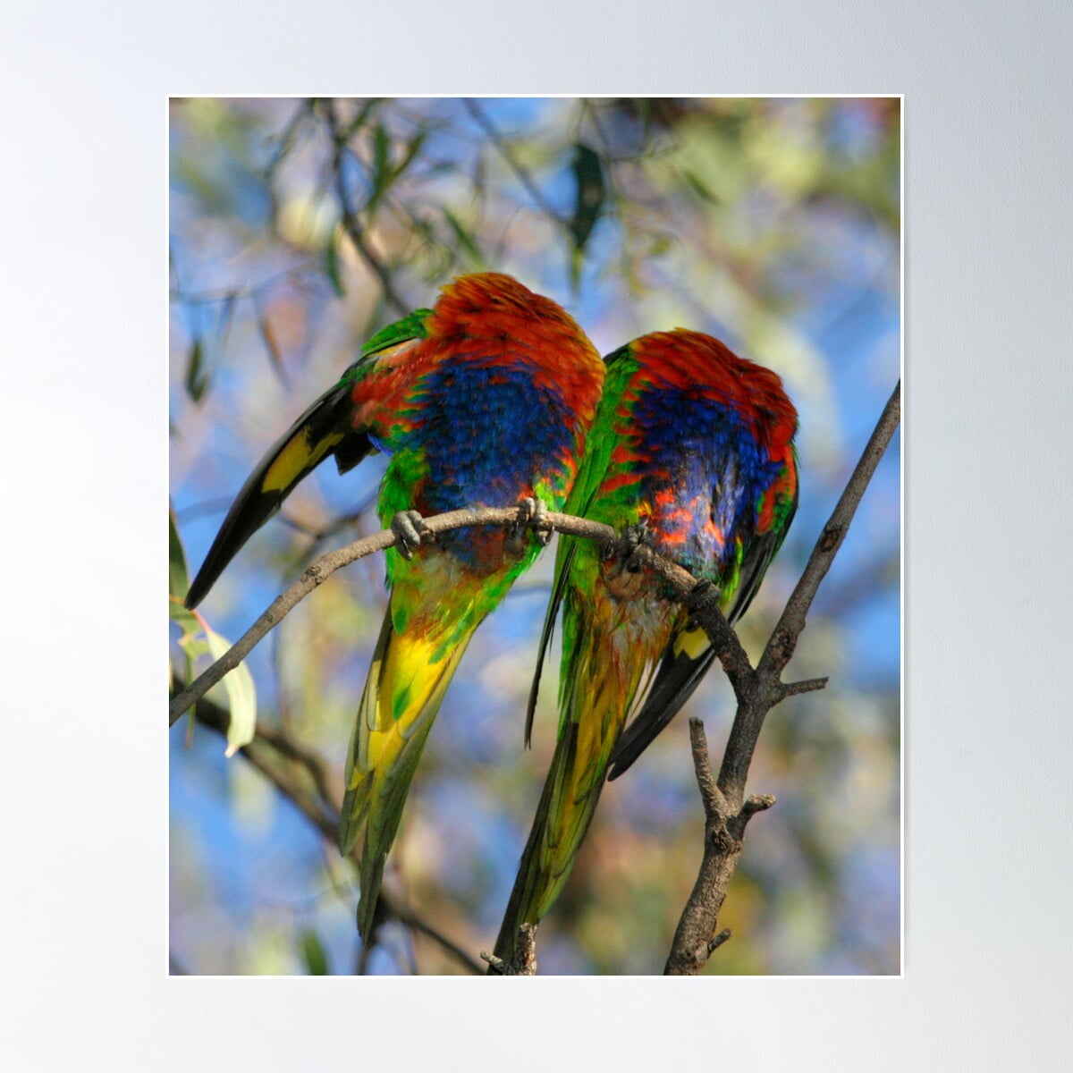 Headless Parrotts - Balyang Sanctuary Geelong Poster Wall Art, Modern ...