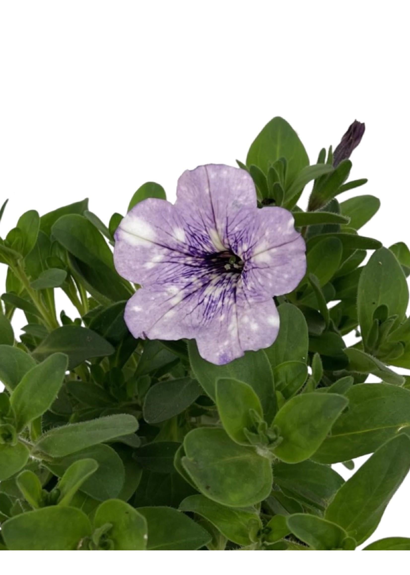 Headliner Crystal Sky' Petunia 4.5" Pot (Pack of 4) - Walmart.com