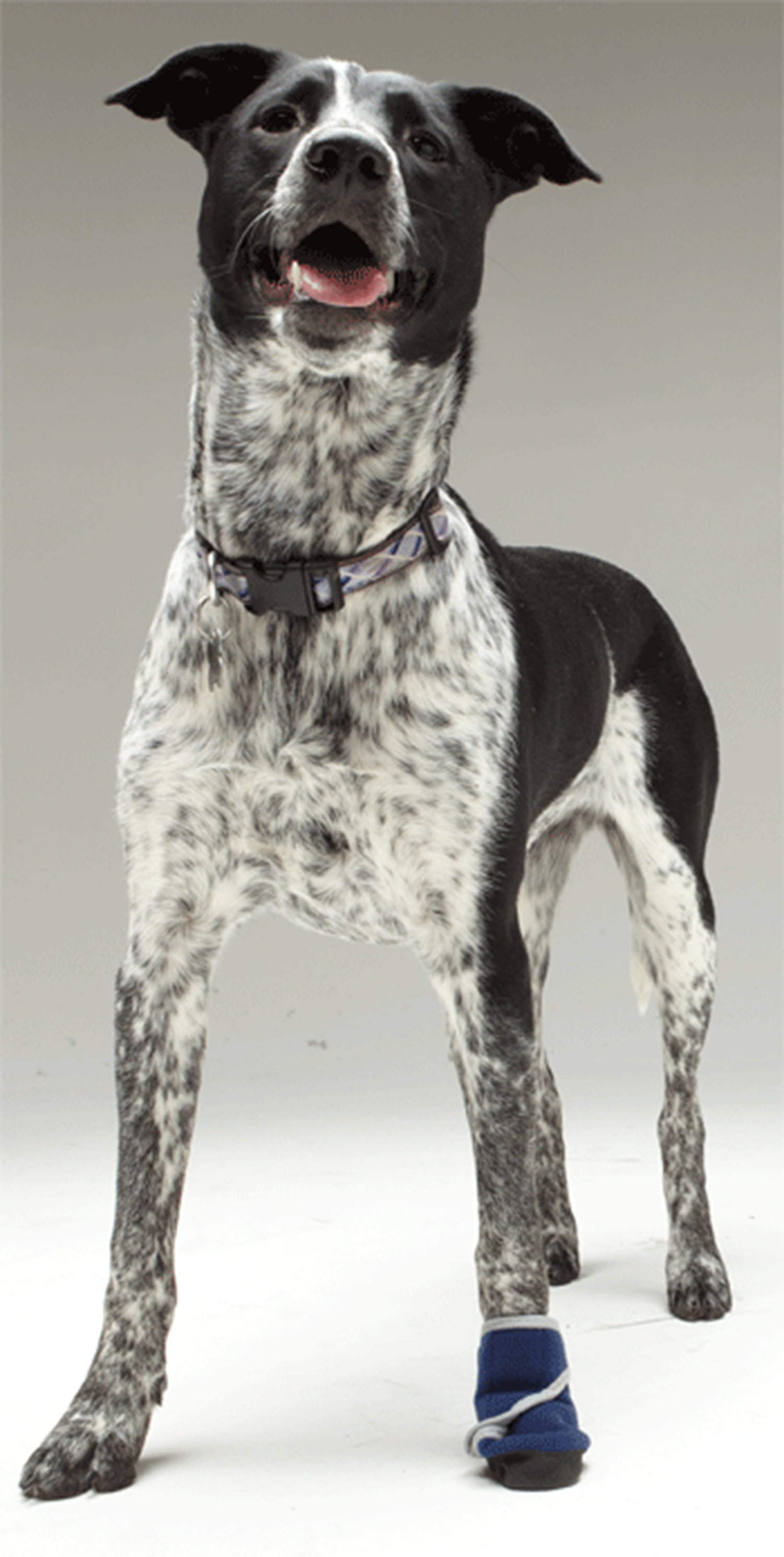 Healers Medical Dog Boot SINGLE UNIT ( ONE BOOT IN PKG)-X-Large ...