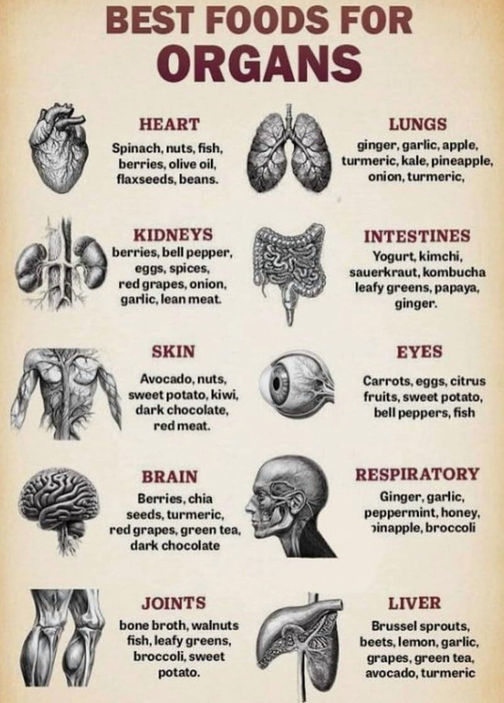 Healthy Eating Guide Best Foods For Organs Poster Suitable For Home ...