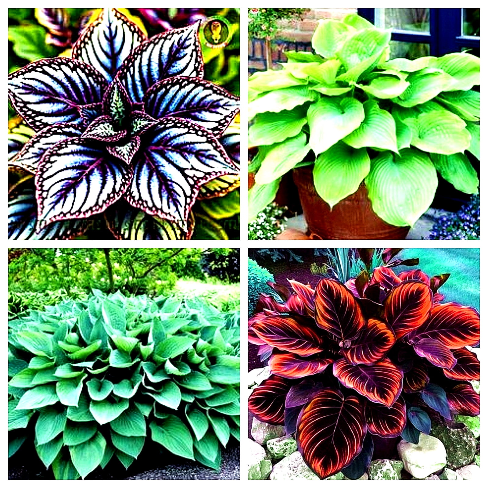 Healthy Hosta Bulbs – High Quality Shade Tolerant Plants for Many ...