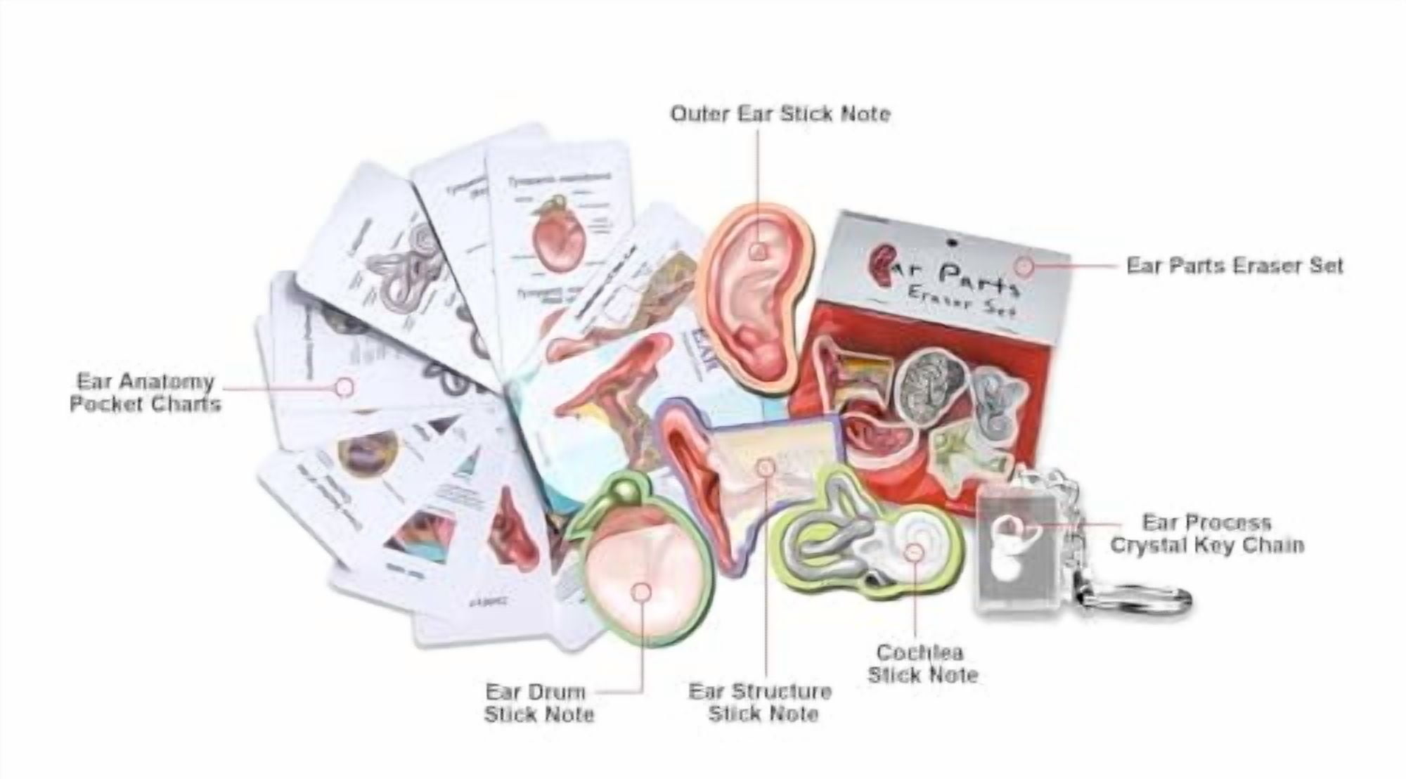 Hearing Gift Box Collection, 11 Pack for Audiologist, Students or ...