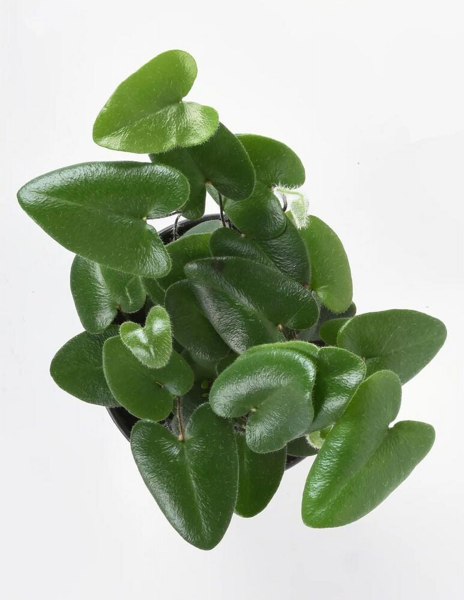 Heart Fern - Live Plant in a 6 Inch Pot - Hemionitis Arifolia - Rare ...