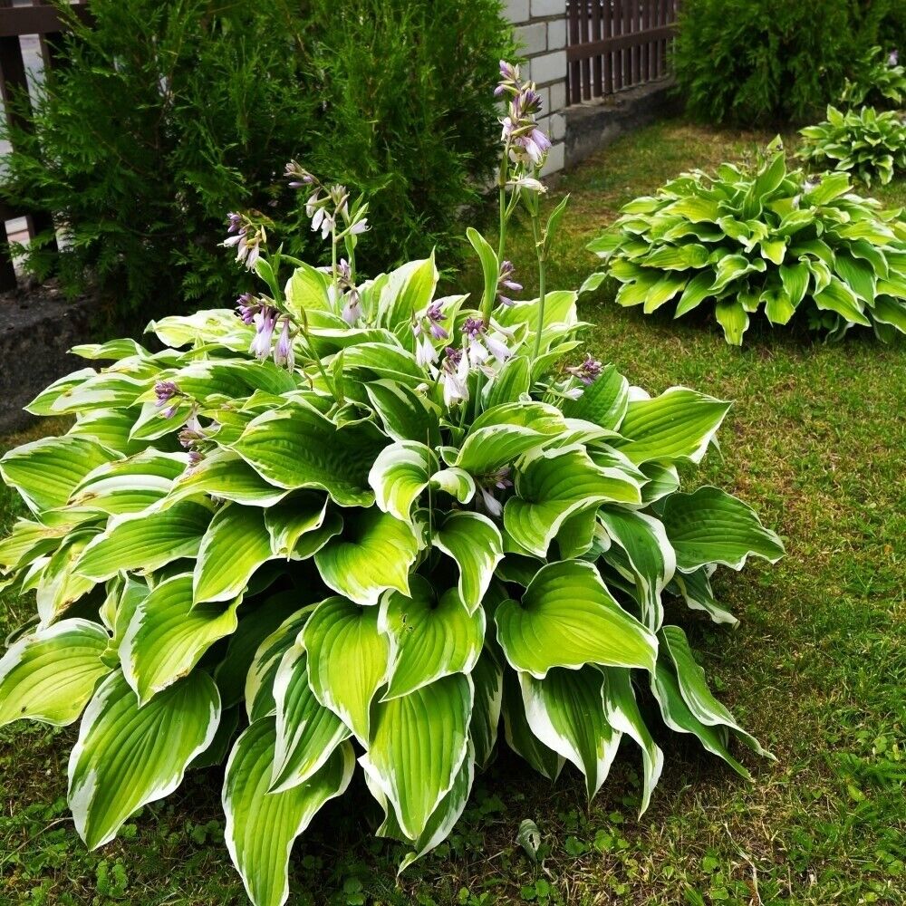 Heart Shaped Hosta 9 Bare Roots - Hardy and Shade Tolerant Plants for ...