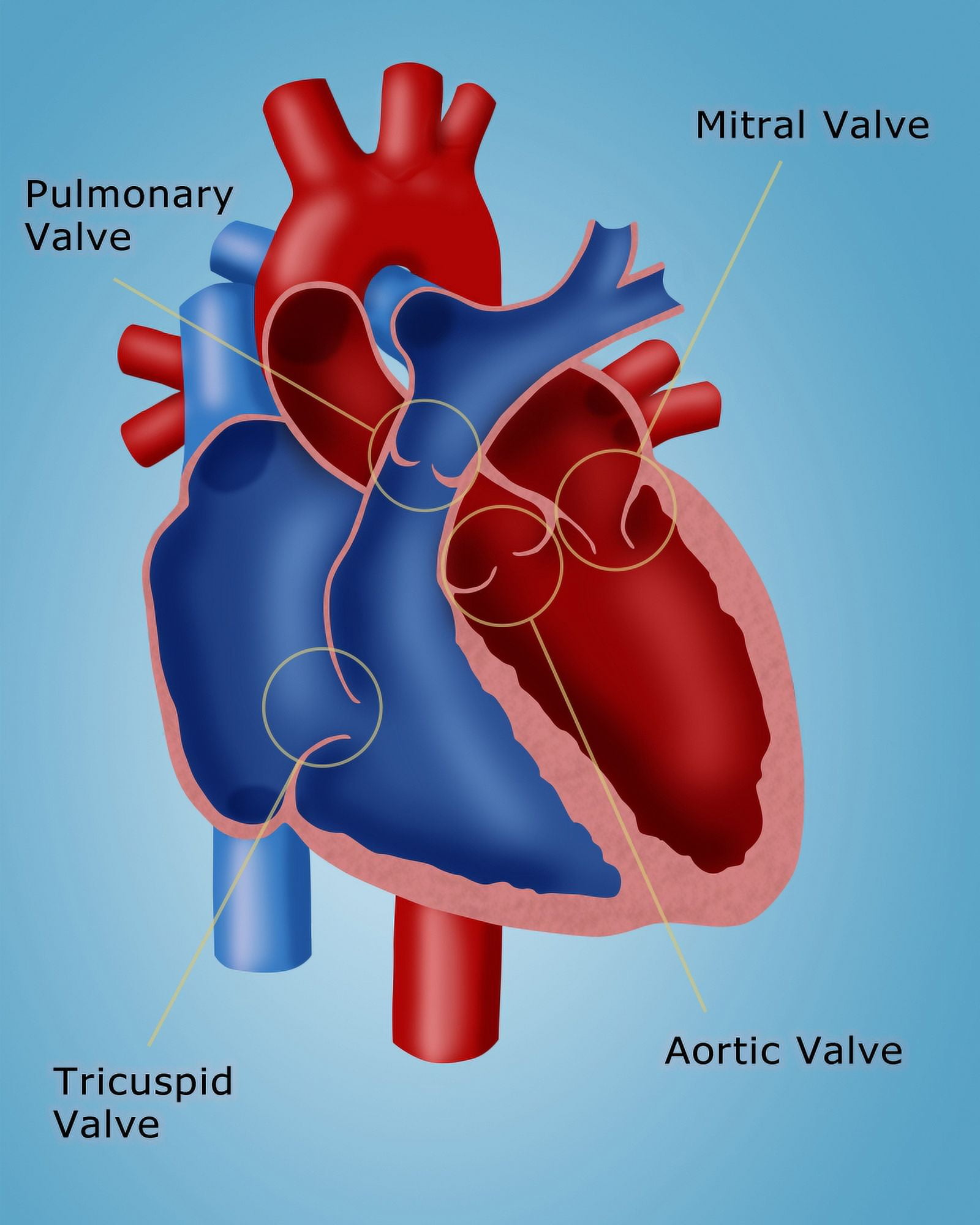 Heart Valves Poster Print by Monica Schroeder/Science Source (18 x 24 ...