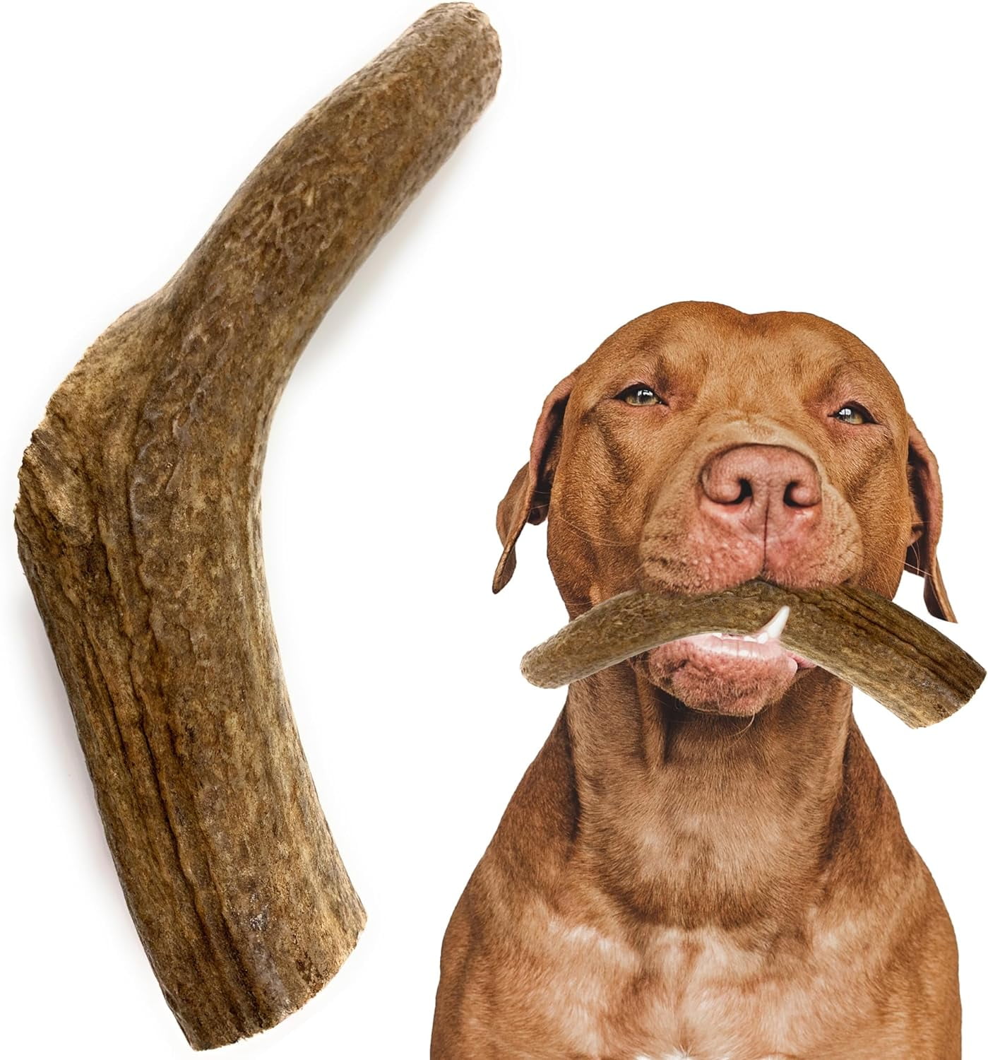 Antlers for puppies store