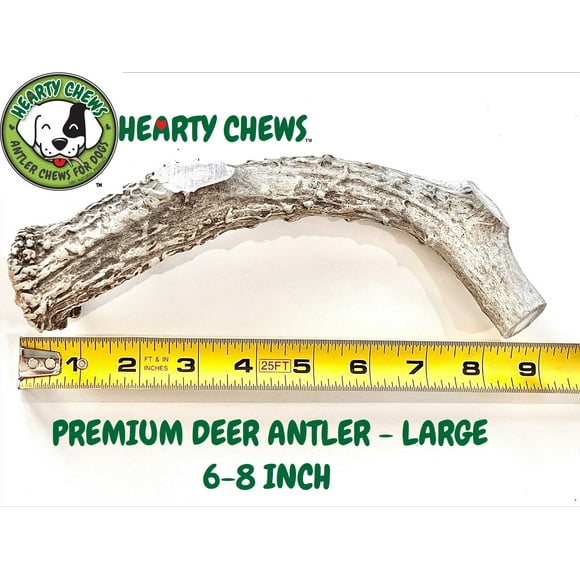 Deer Shed Antler