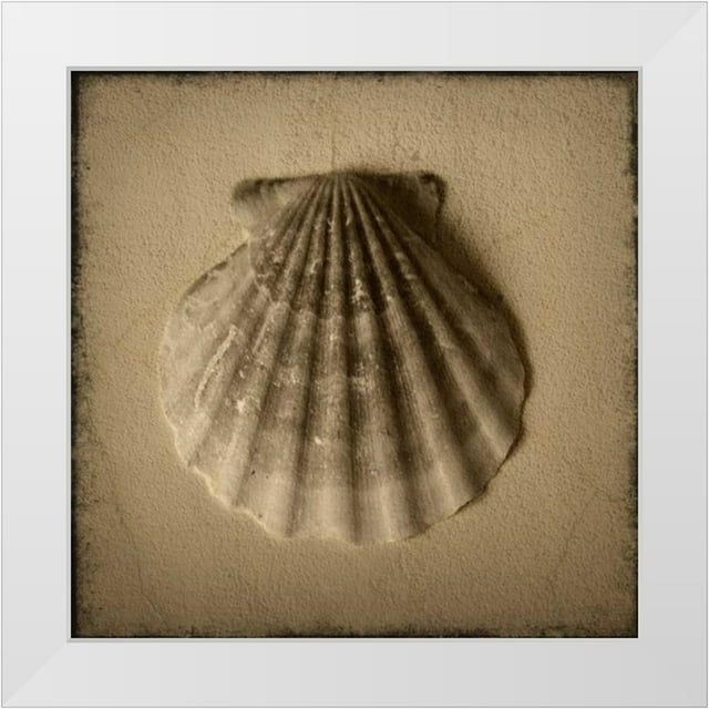 Heather Jacks 12x12 White Modern Wood Framed Museum Art Print Titled - Seashell Study I ...