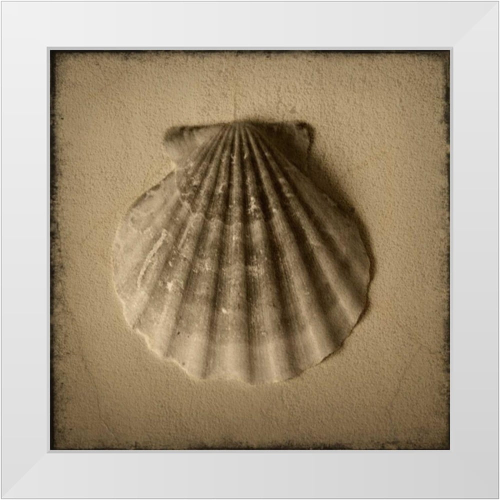 Heather Jacks 26x26 White Modern Wood Framed Museum Art Print Titled - Seashell Study I ...