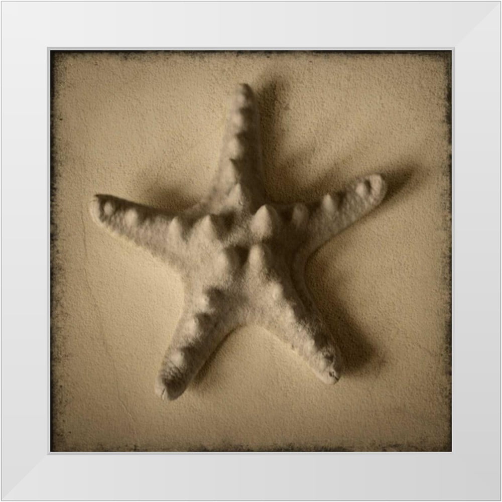 Heather Jacks 26x26 White Modern Wood Framed Museum Art Print Titled - Seashell Study VI ...