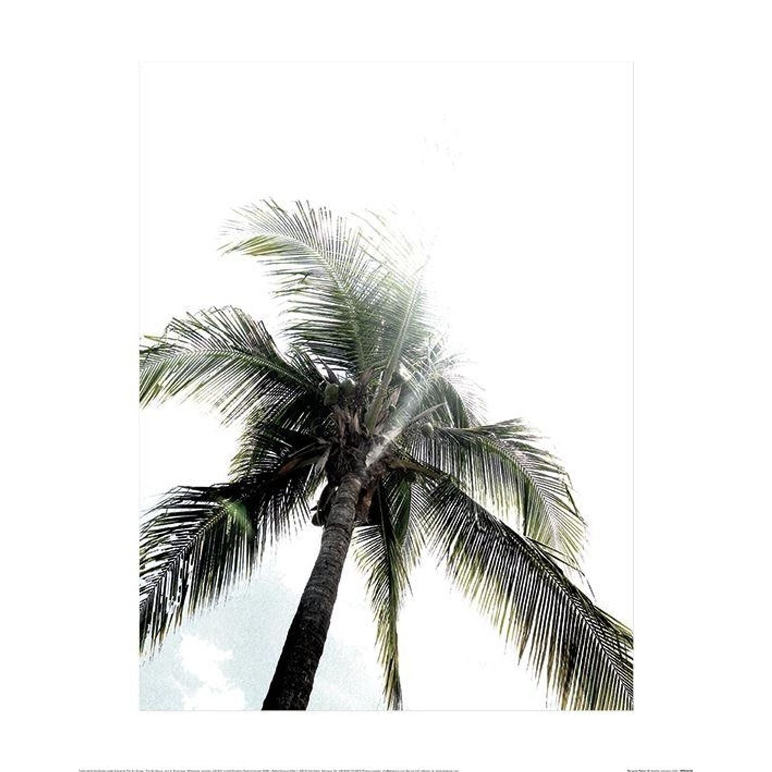 Heather Johnston Panama Palms Poster - Walmart.com