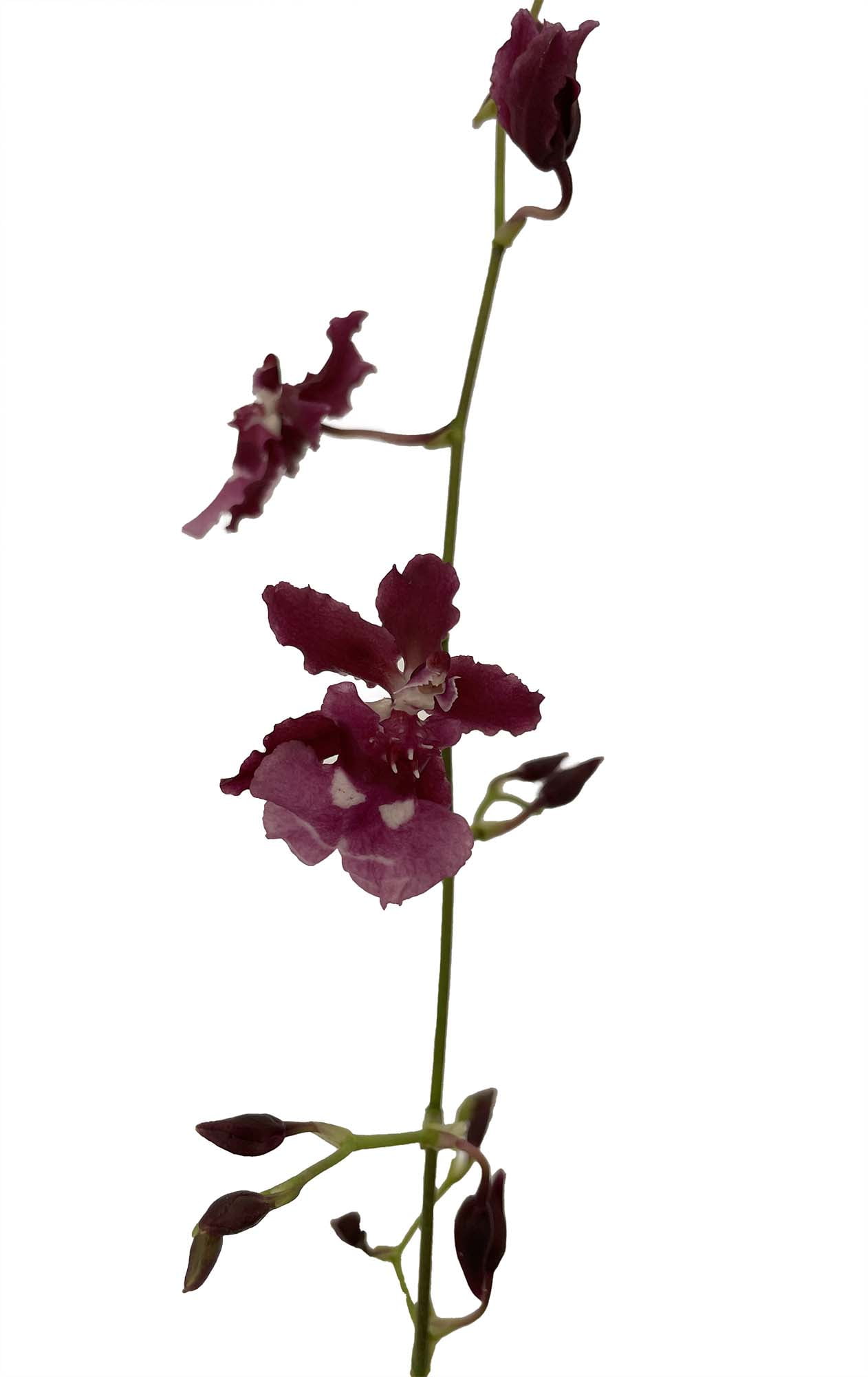 Heaven Scent Sweet Pea Orchid - Oncidium - 4" Pot - Collector Orchids ...