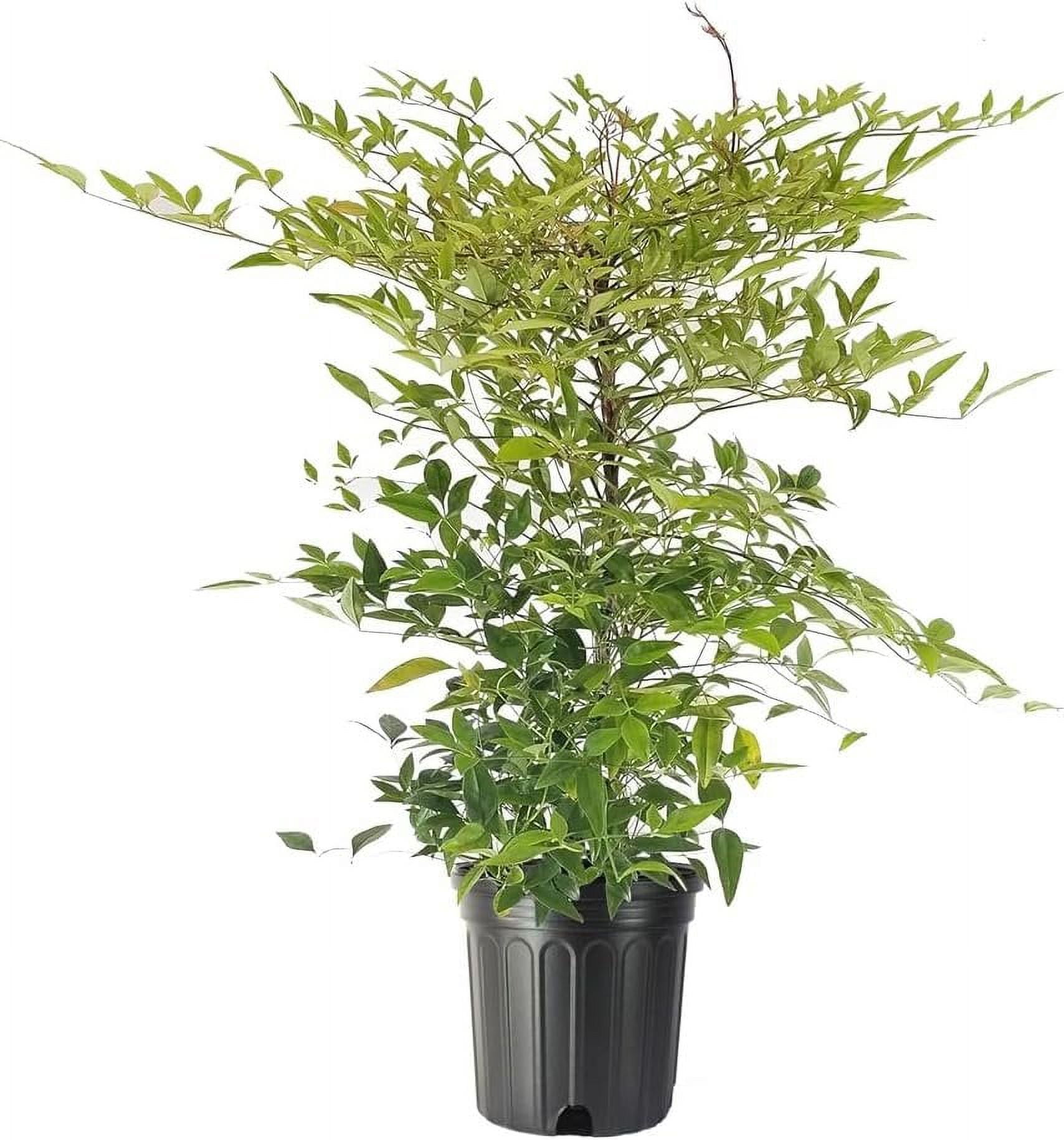 Heavenly Bamboo - Nandina Domestica - 2 Live Gallon Size Plants ...