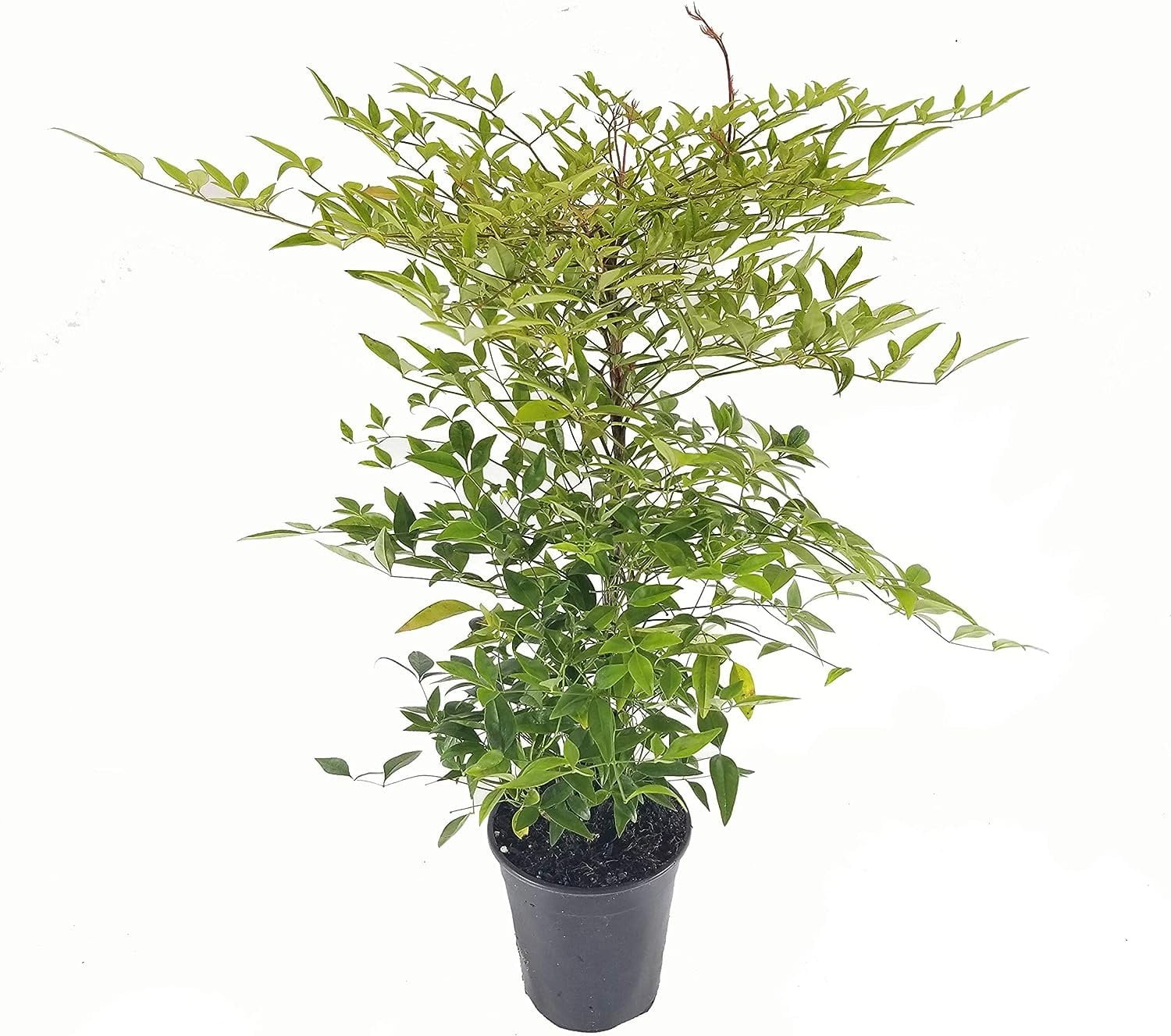 Heavenly Bamboo - Nandina Domestica - 3 Live Gallon Size Plants ...