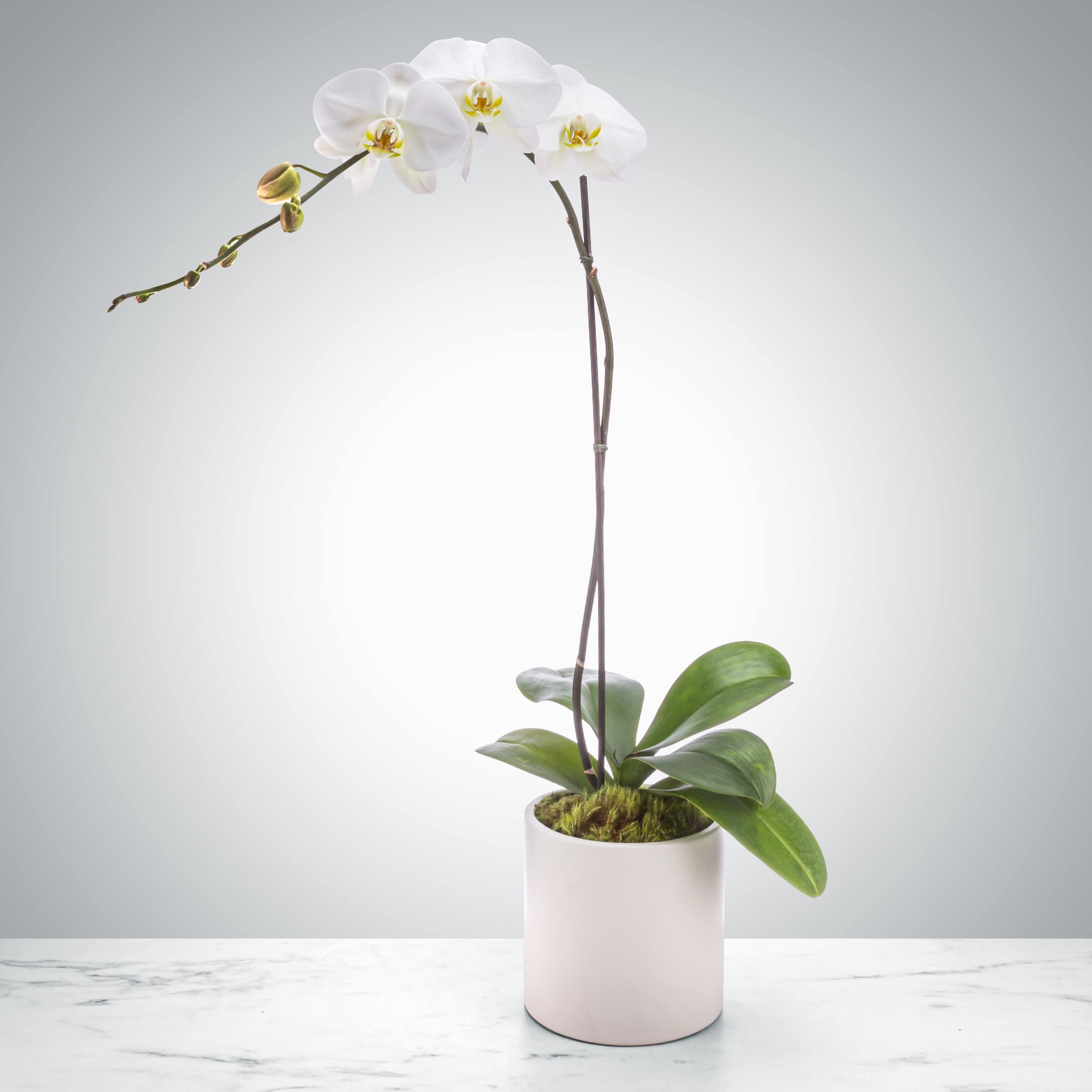 Heavenly Floral Designs Single Stem Orchid by Bloomnation™ - Walmart.com