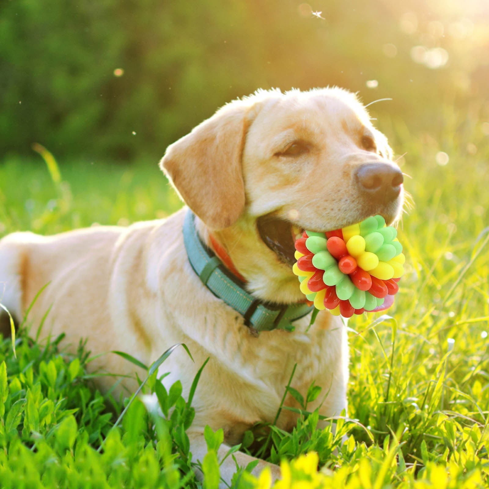 Heavy Duty Spiky Chew Toy For Aggressive Chewers With Cleaning Bumps ...