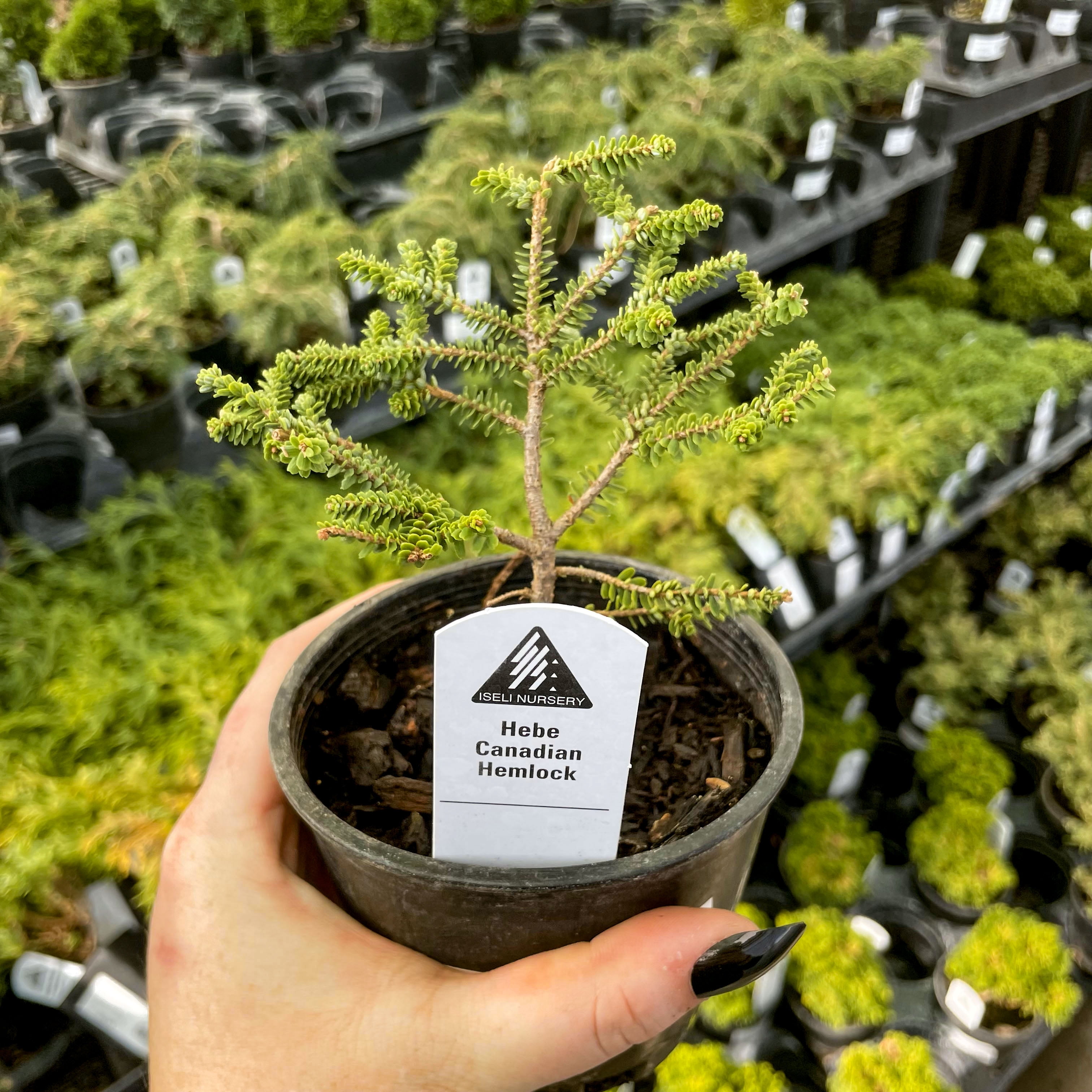 Hebe Canadian Hemlock - Live Bonsai Starter Plant - 4" Growers Pot ...