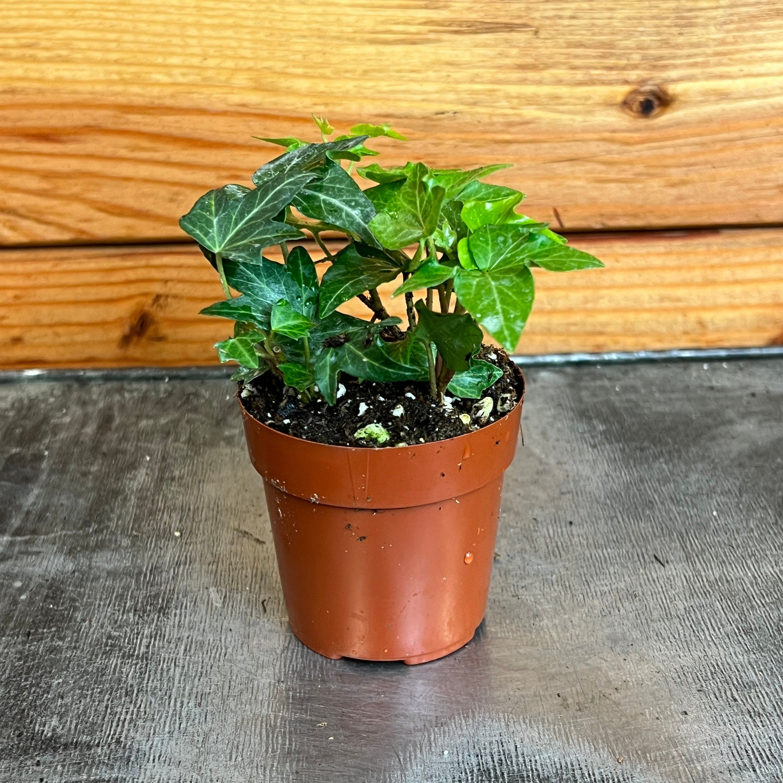 Hedera Ivy Needlepoint, 2" Plant - Walmart.com