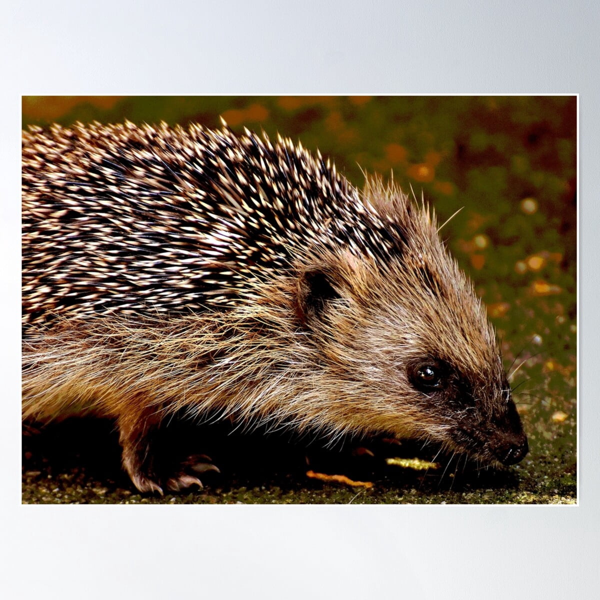 Hedgehog #8 Poster Wall Art, Modern Wall Decor For Living Room Bedroom ...