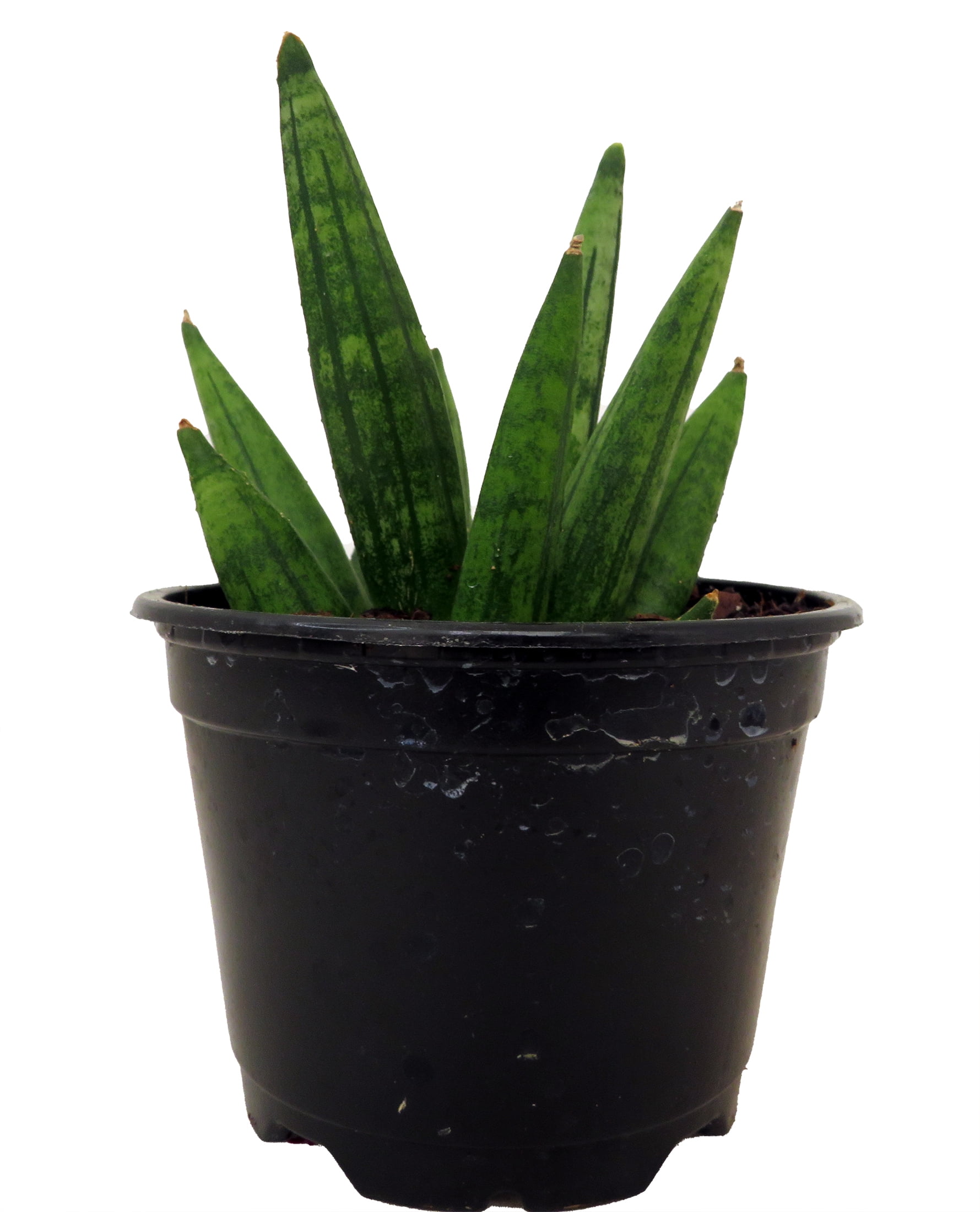 Hedgehog Snake Plant - Sanseveria- 4" Pot - Collector's Series ...