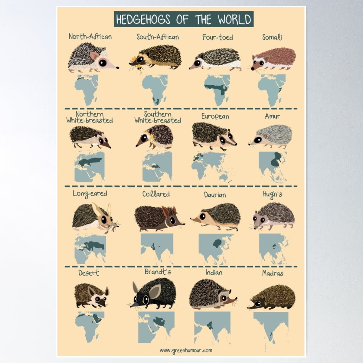 Hedgehogs Of The World Poster Wall Art, Modern Wall Decor For Living ...