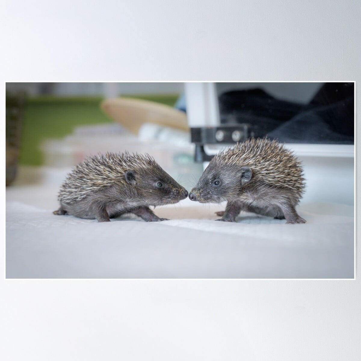 Hedgehogs Poster Wall Art, Modern Wall Decor For Living Room Bedroom ...