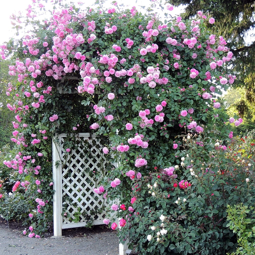 Heirloom Roses, 5-10' Lavender Pink Hybrid Musk Rose Plants, 1 gal ...