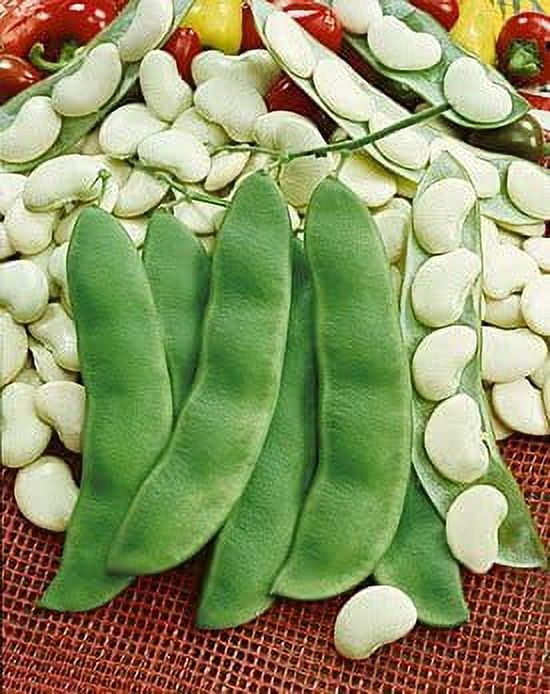 Heirloom Henderson's Bush Lima Butter Bean Seeds - 1 LB - Walmart.com